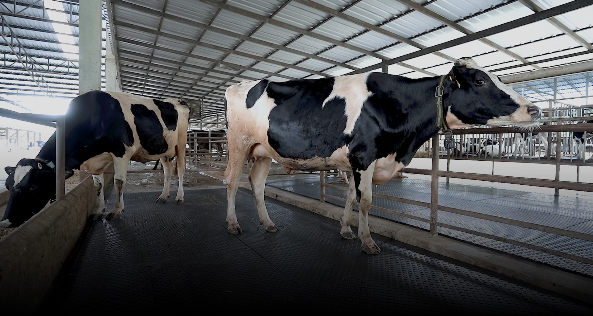 RubberFlex - RubberFlex