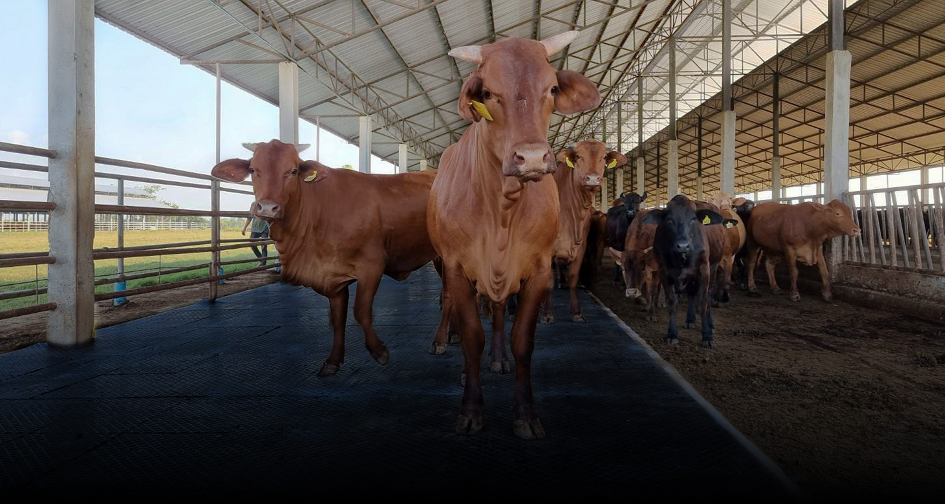 RubberFlex - RubberFlex